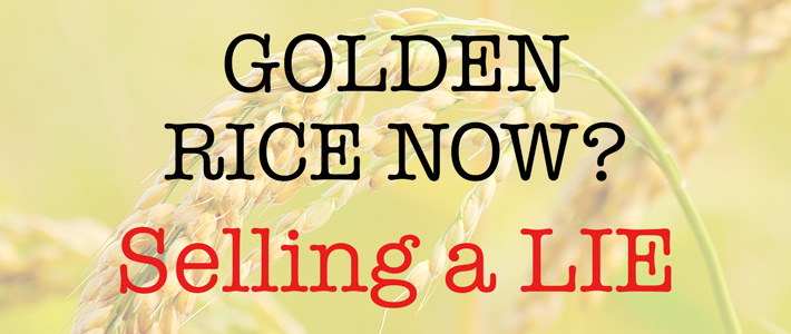 Golden rice: Is it vaporware? - Seed Freedom