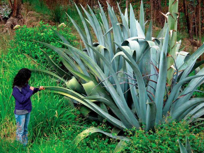 El Agave - Seed Freedom