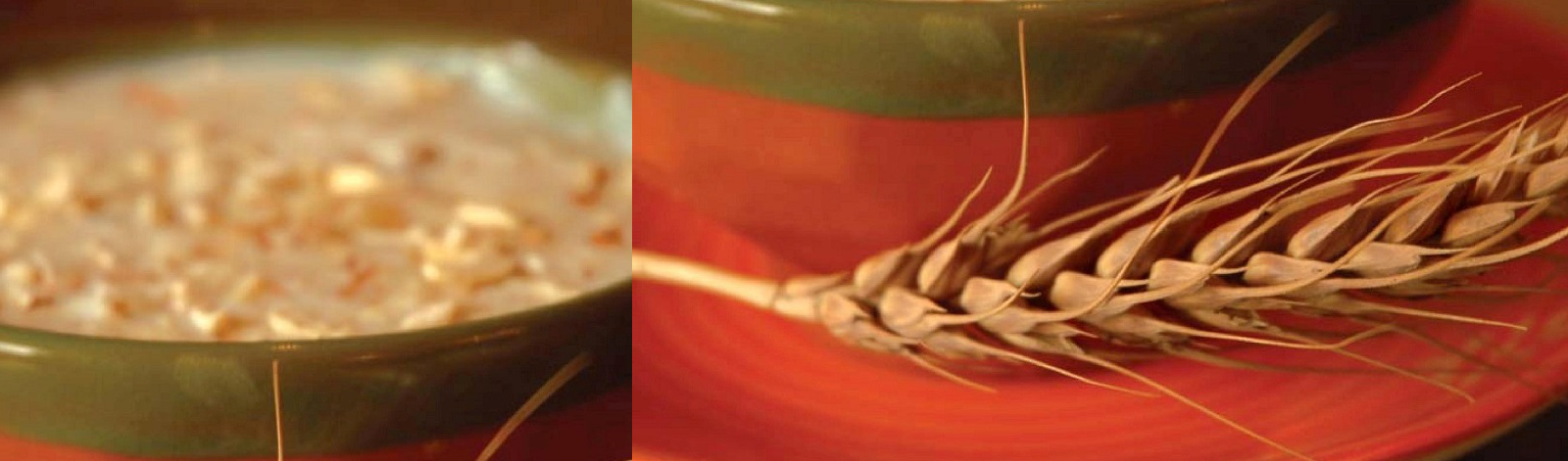 Home - Seed Freedom - A GLOBAL MOVEMENT TO DEFEND SEED FREEDOM