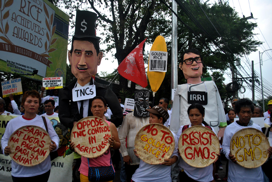 Golden Rice: Turning a Blind Eye on Real Cause of Malnutrition - Seed ...