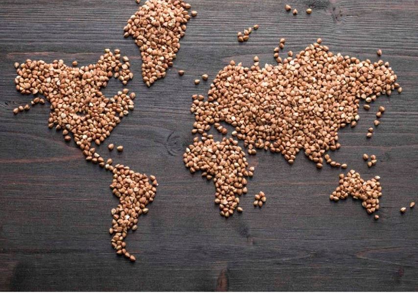 The Seed War - Seed Freedom